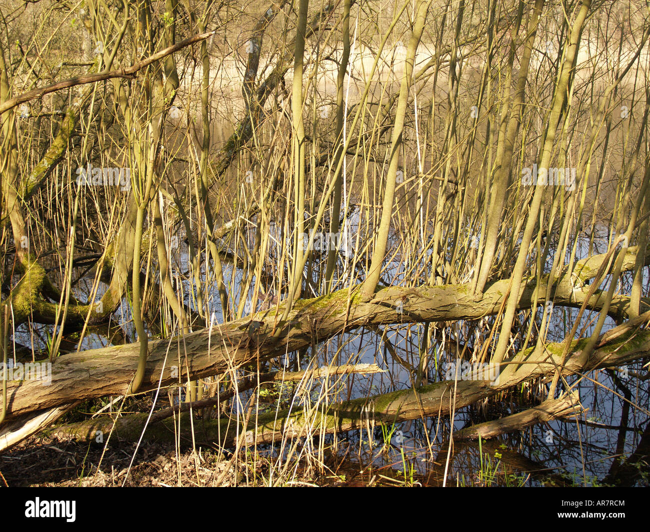 Old winter trees hi-res stock photography and images - Alamy
