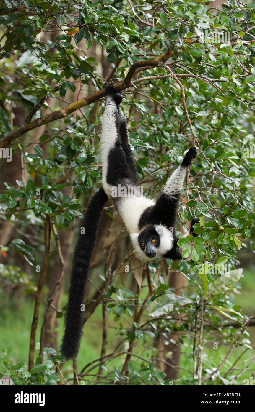 White-belted black and white ruffed lemur, Vakona Forest Reserve ...