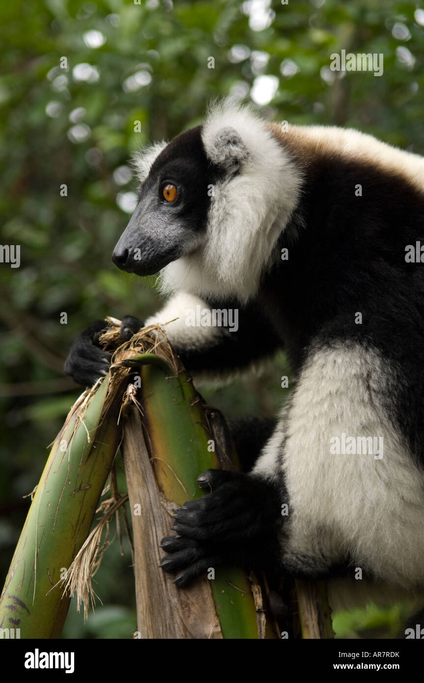 White-belted black and white ruffed lemur, Vakona Forest Reserve ...