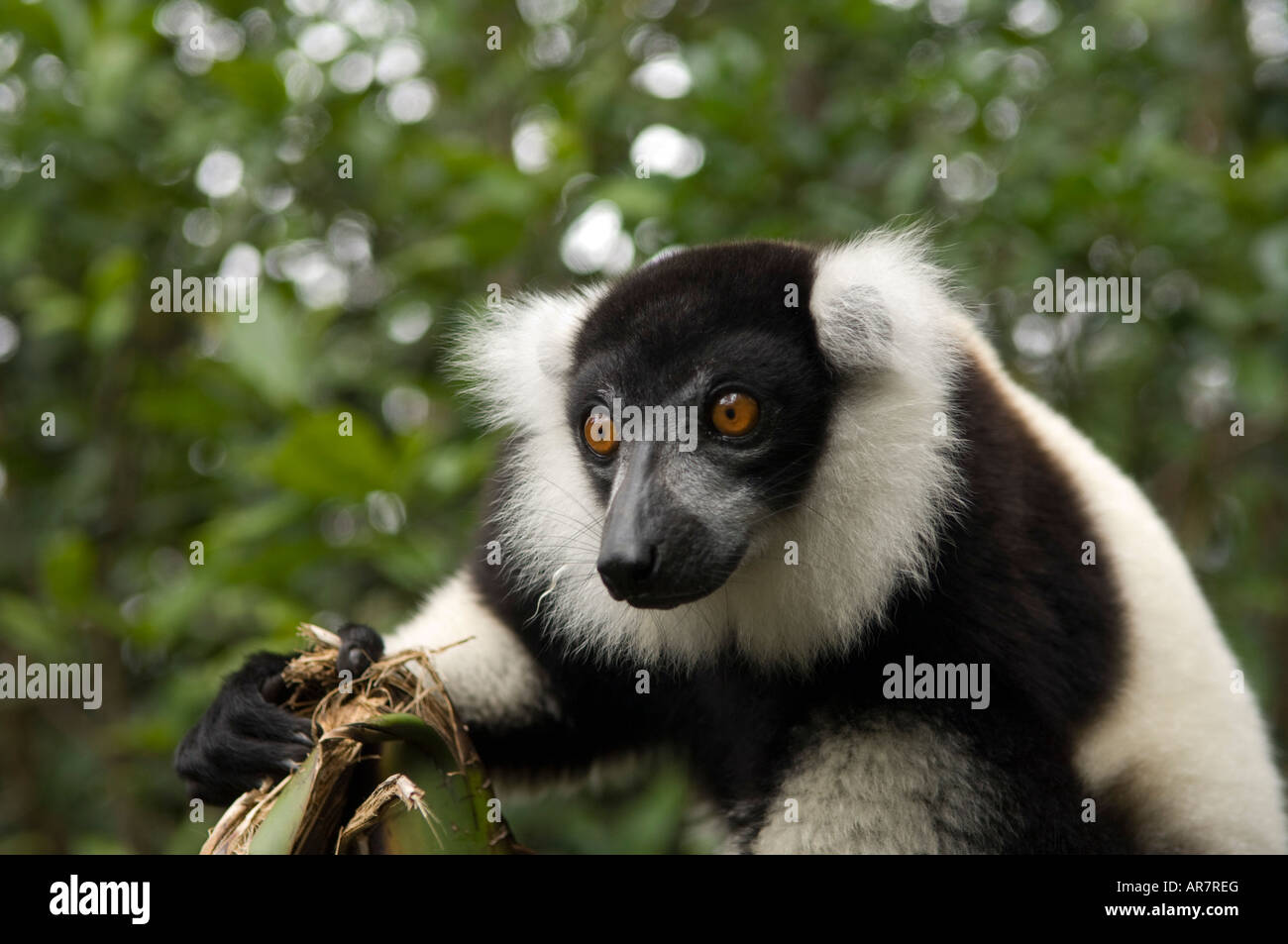White-belted black and white ruffed lemur, Vakona Forest Reserve ...
