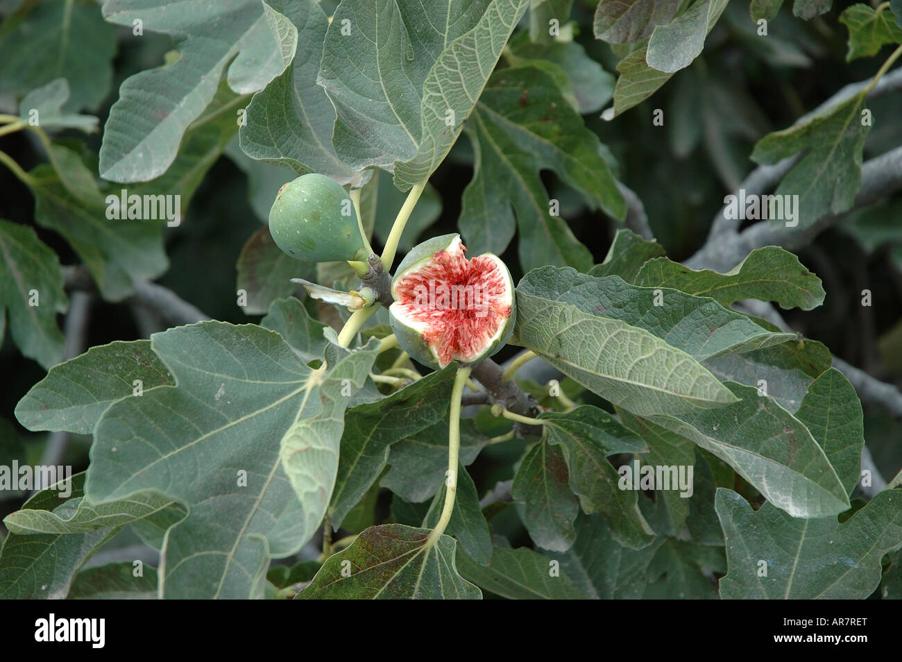 Fig tree ficus fig burst open fig closed Spain Stock Photo - Alamy