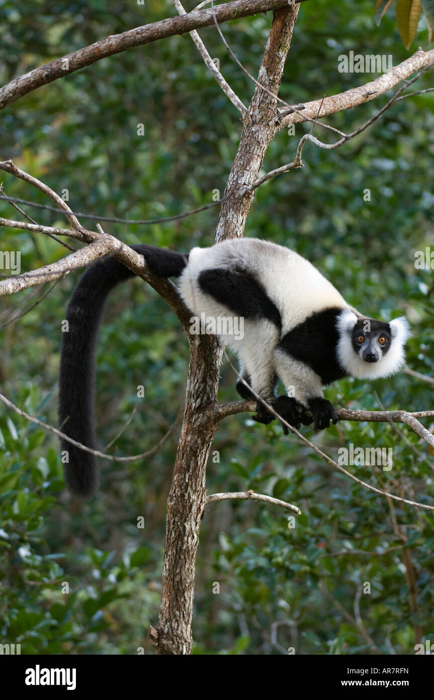 White-belted black and white ruffed lemur, Vakona Forest Reserve ...