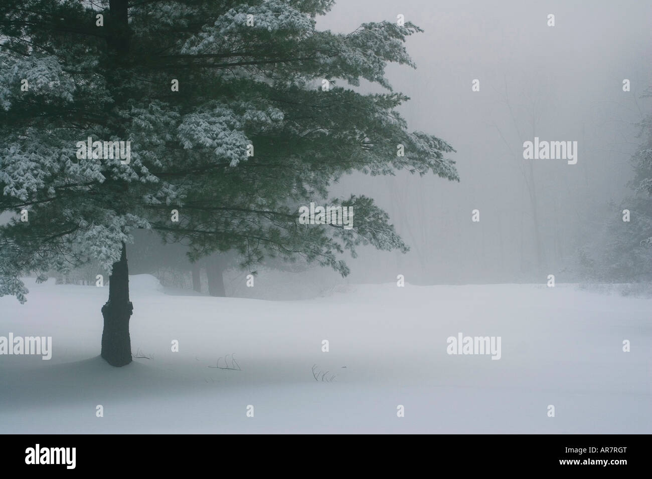 Morning snowfall and pine tree in upstate New York Stock Photo - Alamy