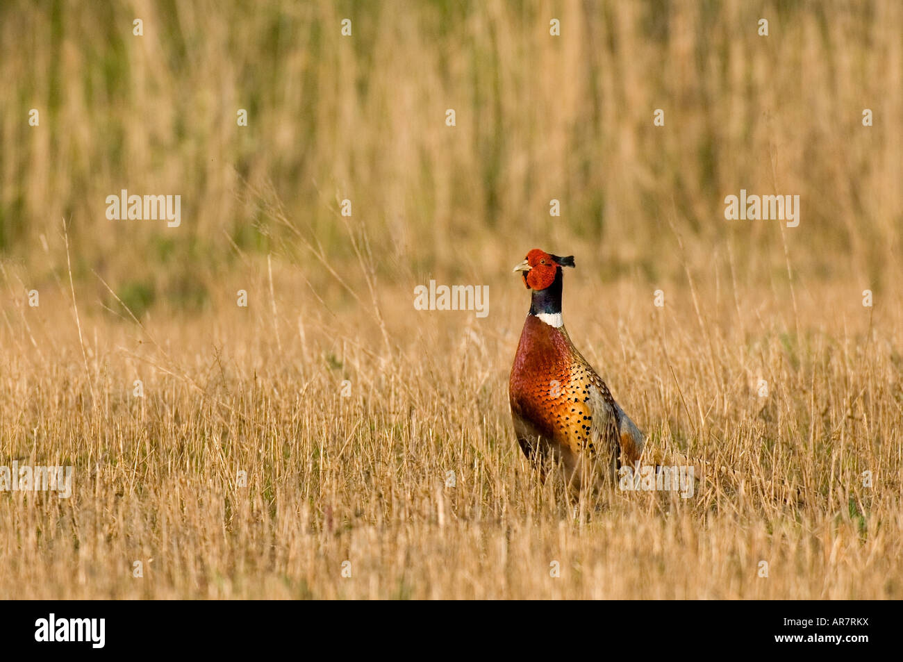 Male pheasant in golden light Stock Photo - Alamy