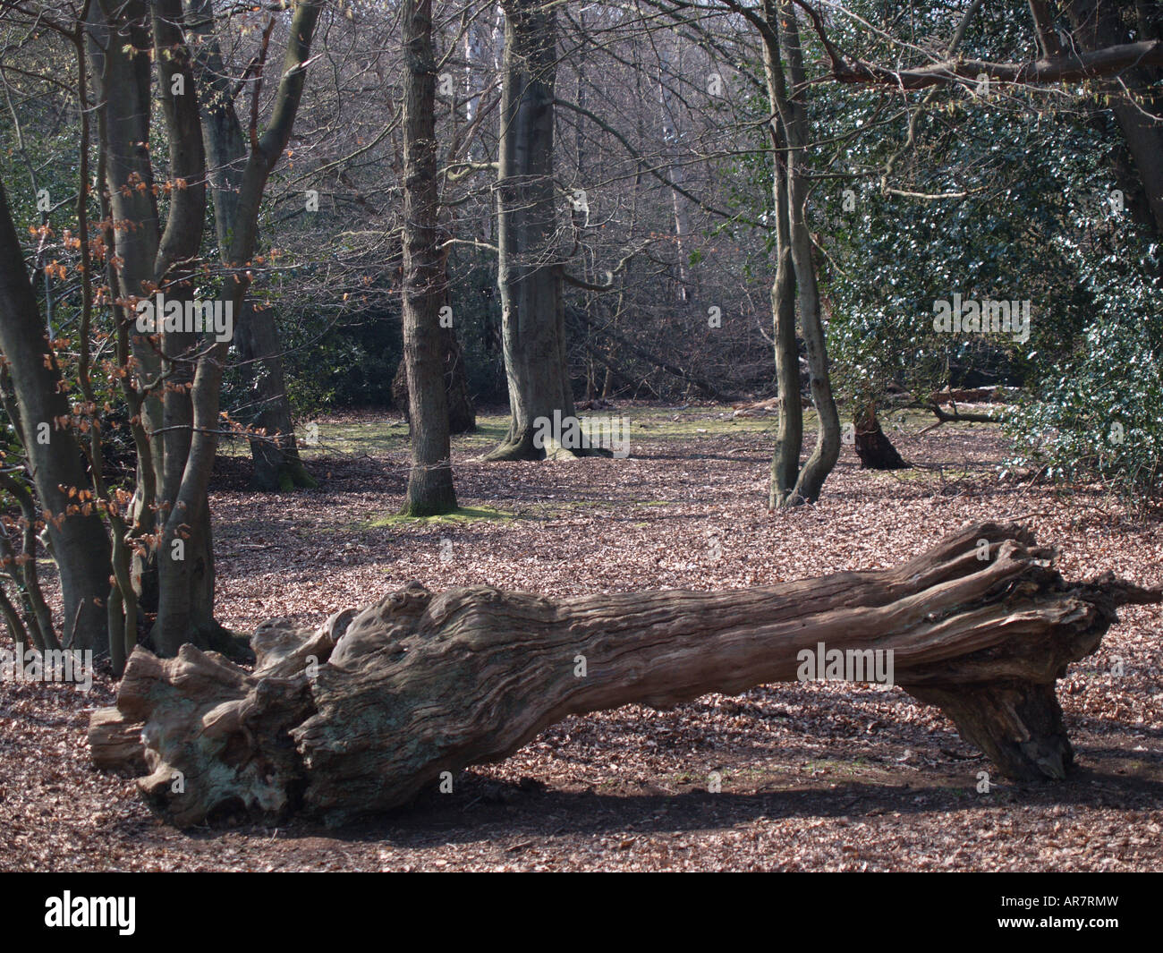old ancient trees winter common land epping forest Stock Photo - Alamy