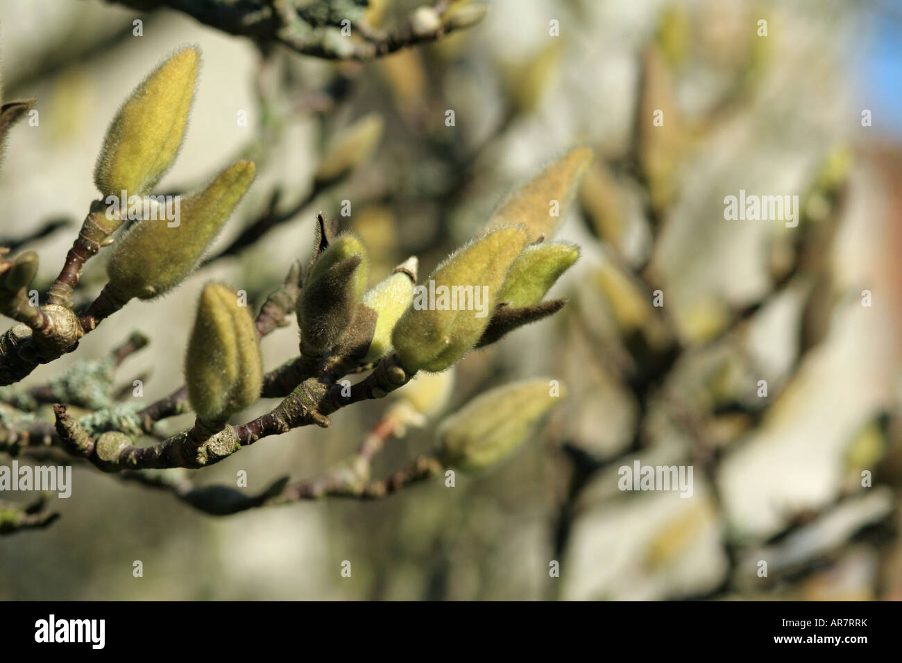 Burst of buds hi-res stock photography and images - Alamy