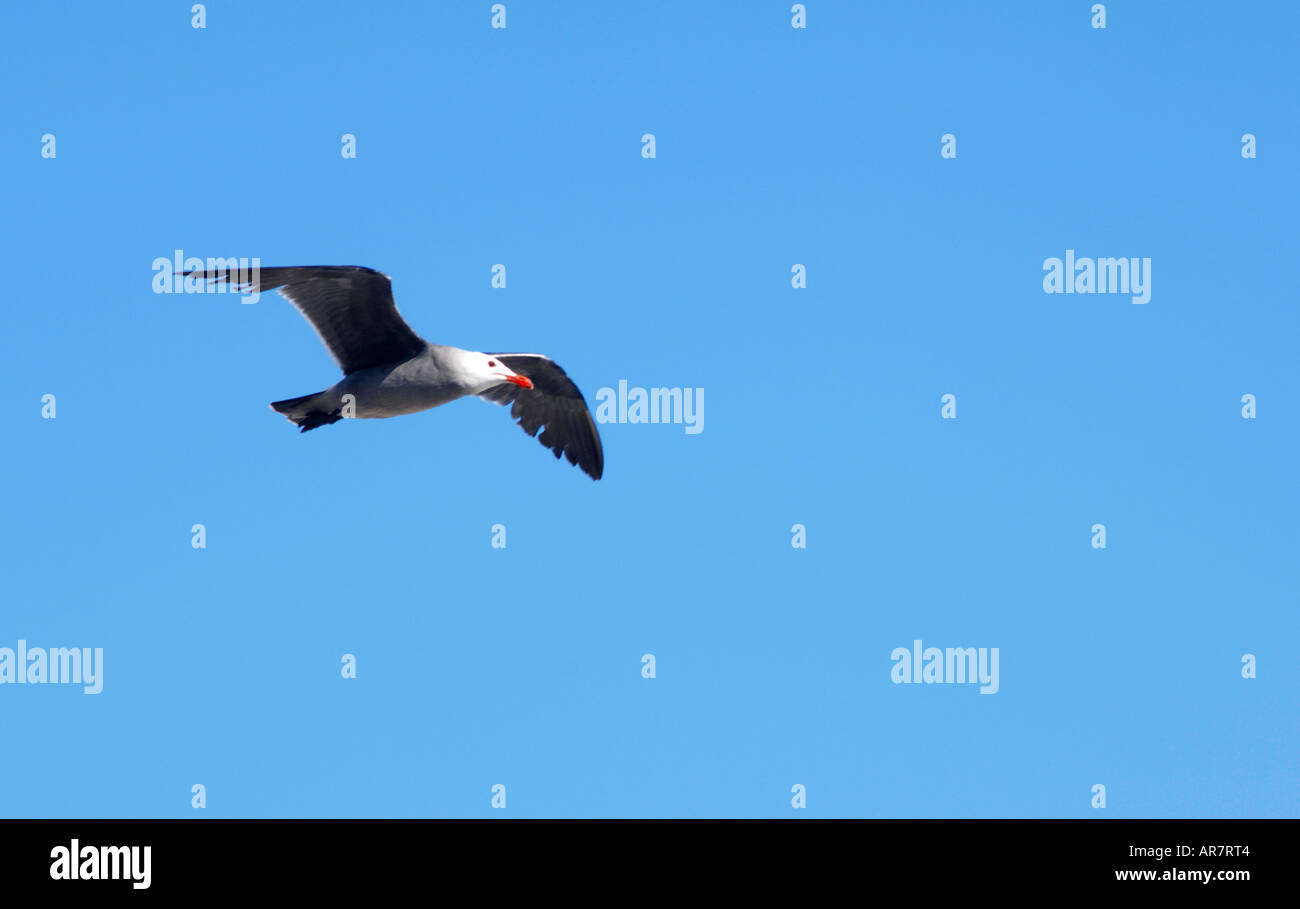 Drafting bird hi-res stock photography and images - Alamy