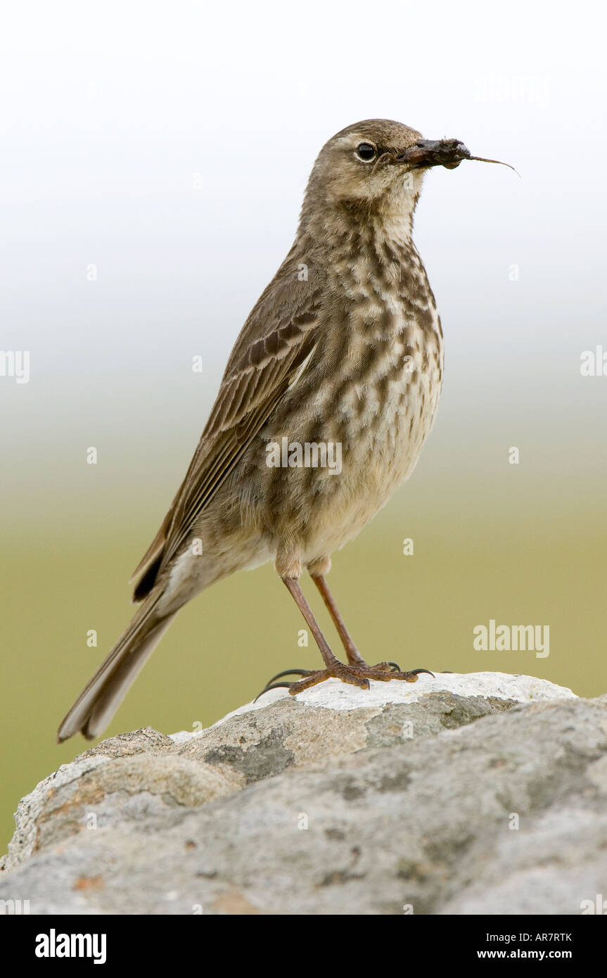 Rock pippet hi-res stock photography and images - Alamy