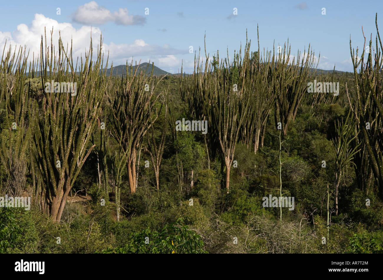 Octopus trees, Didieracae family, Spiny forest, Southern Madagascar ...