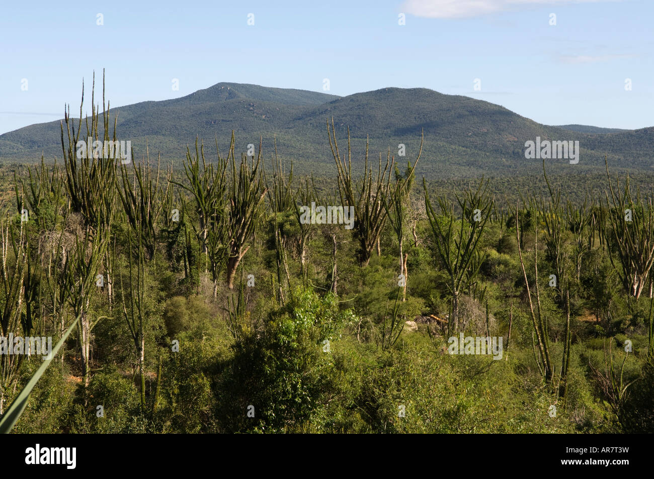 Octopus trees, Didieracae family, Spiny forest, Southern Madagascar ...