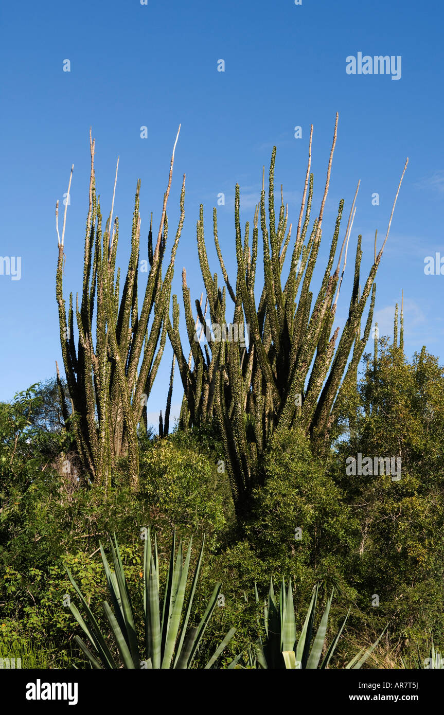 Octopus trees, Didieracae family, Spiny forest, Southern Madagascar ...