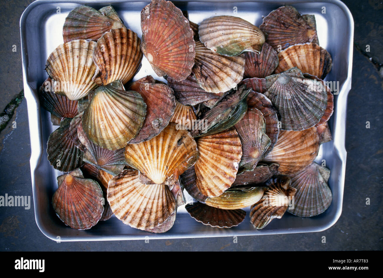 Scallop shells scotland hi-res stock photography and images - Alamy