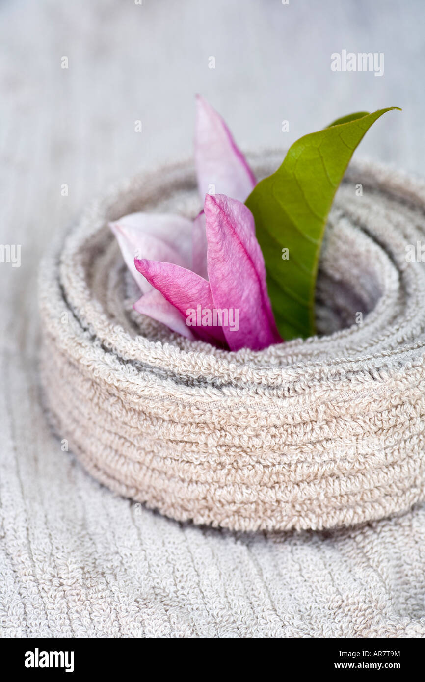 Still life magnolia hi-res stock photography and images - Alamy