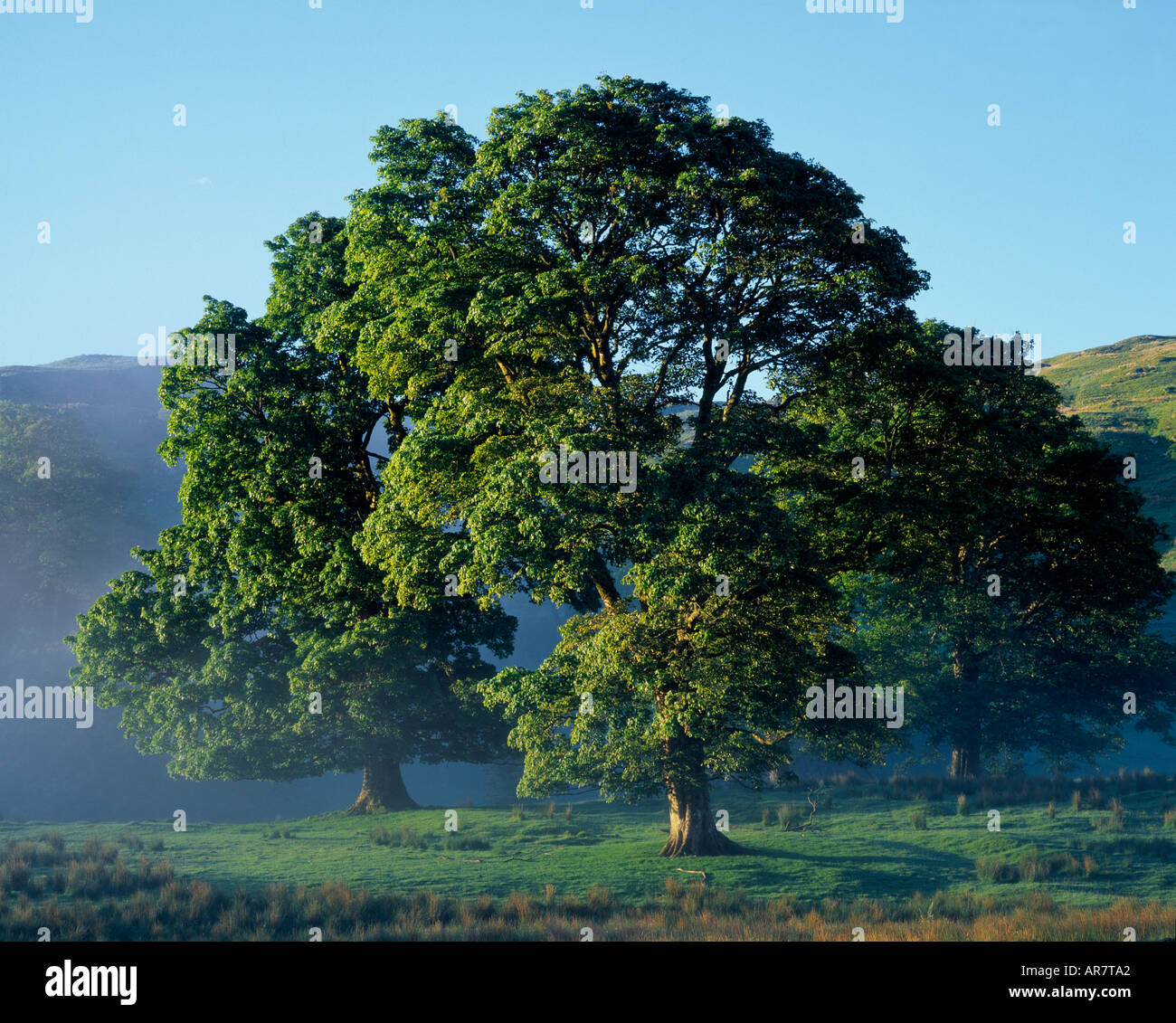 Oak trees near Ford Stock Photo - Alamy