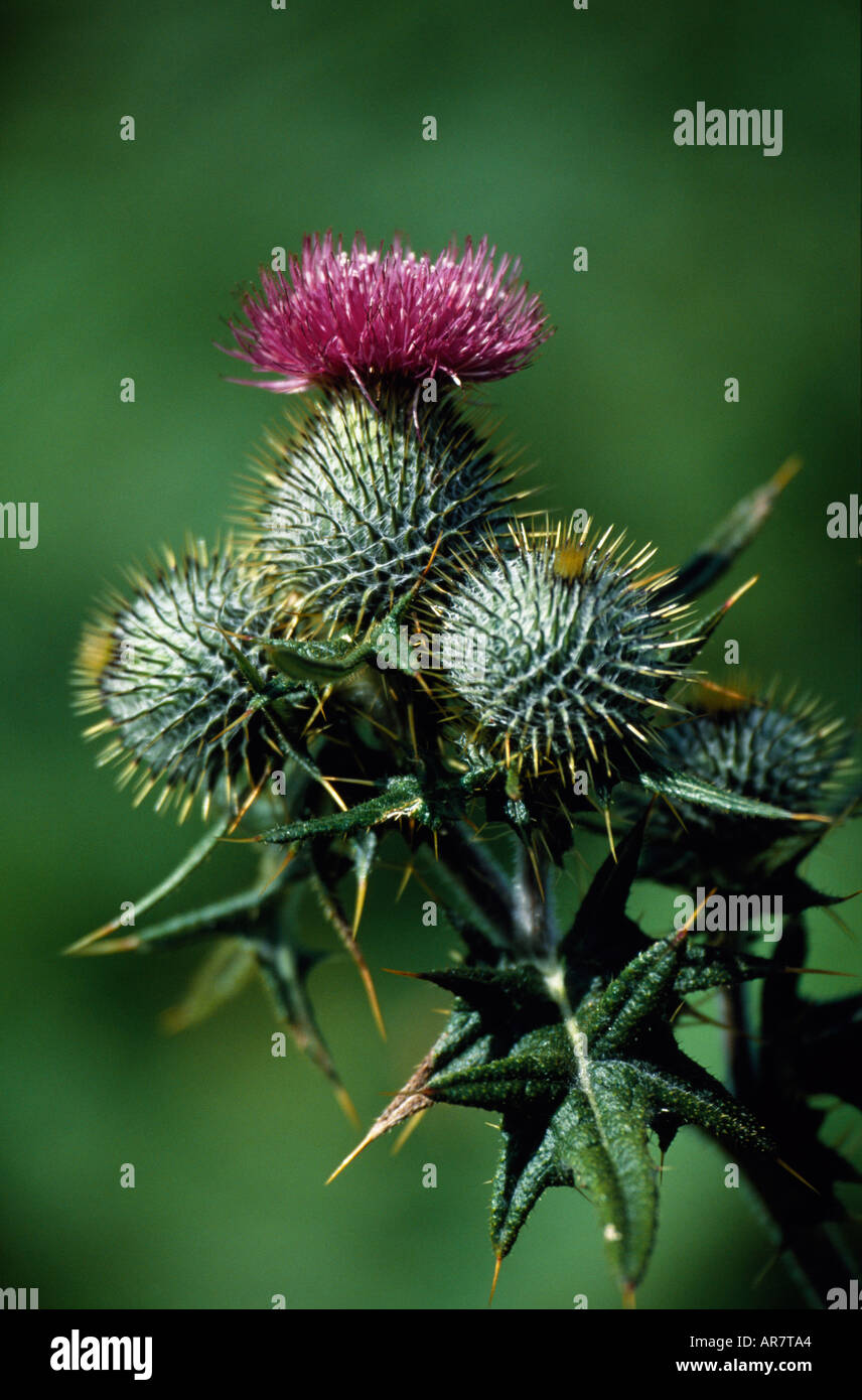 The ancient symbol of Scotland a thistle in bloom Stock Photo - Alamy