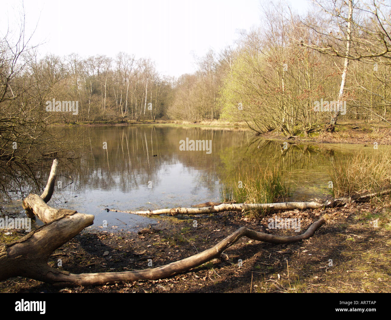 lake grass trees winter common land epping forest Stock Photo - Alamy