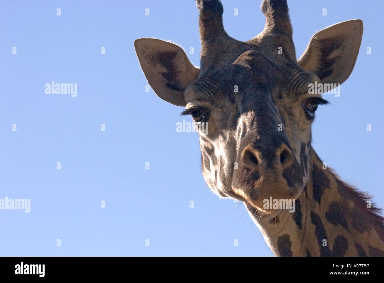 Humorous portrait of a giraffe, seen up close and looking intently and ...