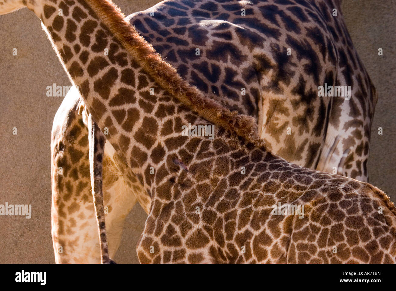 A close-up study of the patterns of spots on two giraffes Stock Photo ...