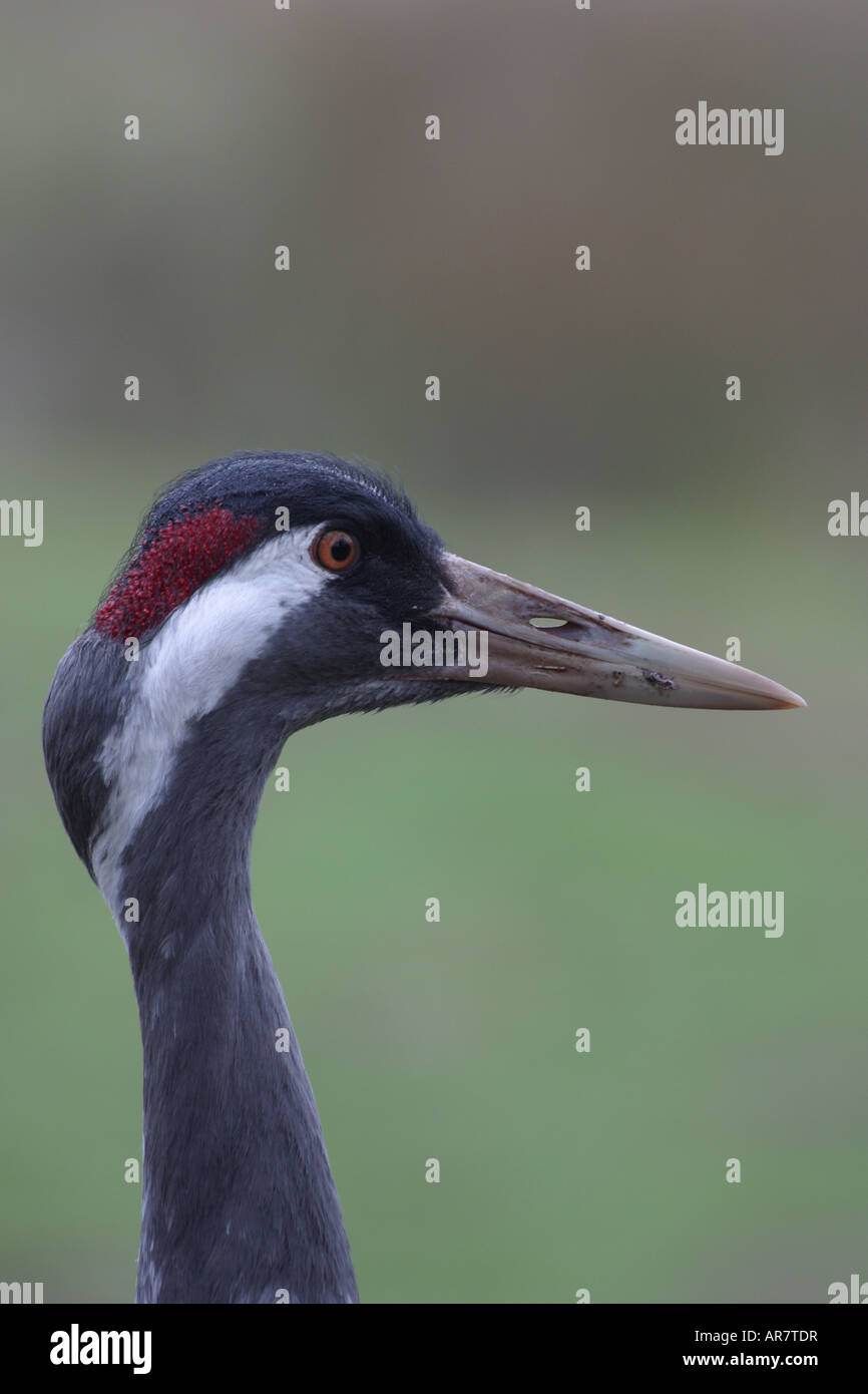 European Crane Grus grus Stock Photo - Alamy