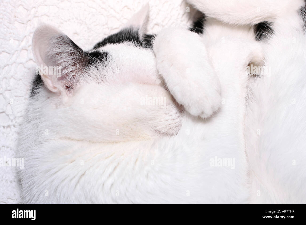 Portrait of a young female black and white cat (Felis catus) curled up ...