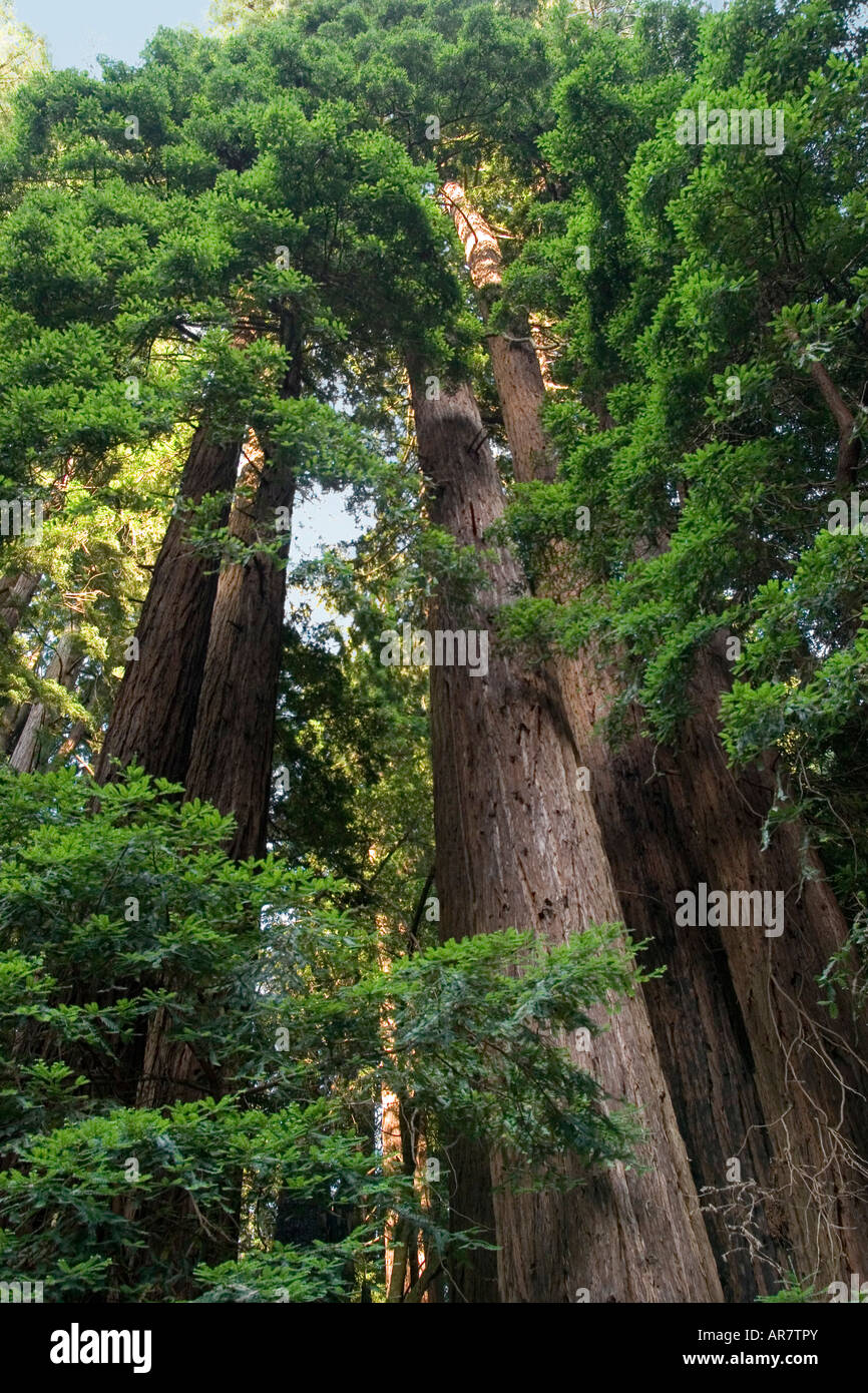 Tall trees stand hi-res stock photography and images - Alamy