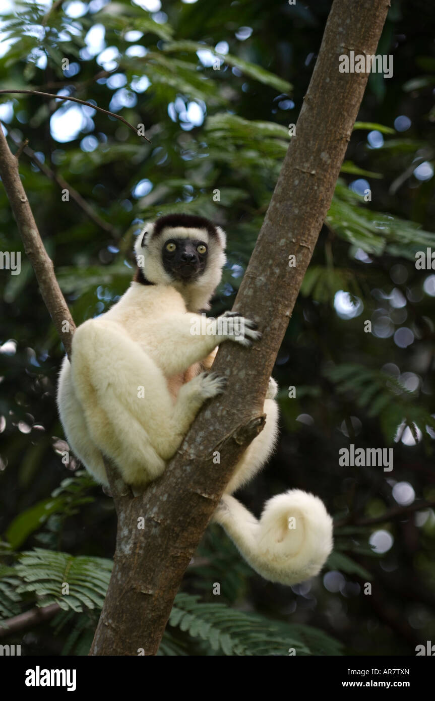 Fauna de madagascar hi-res stock photography and images - Alamy
