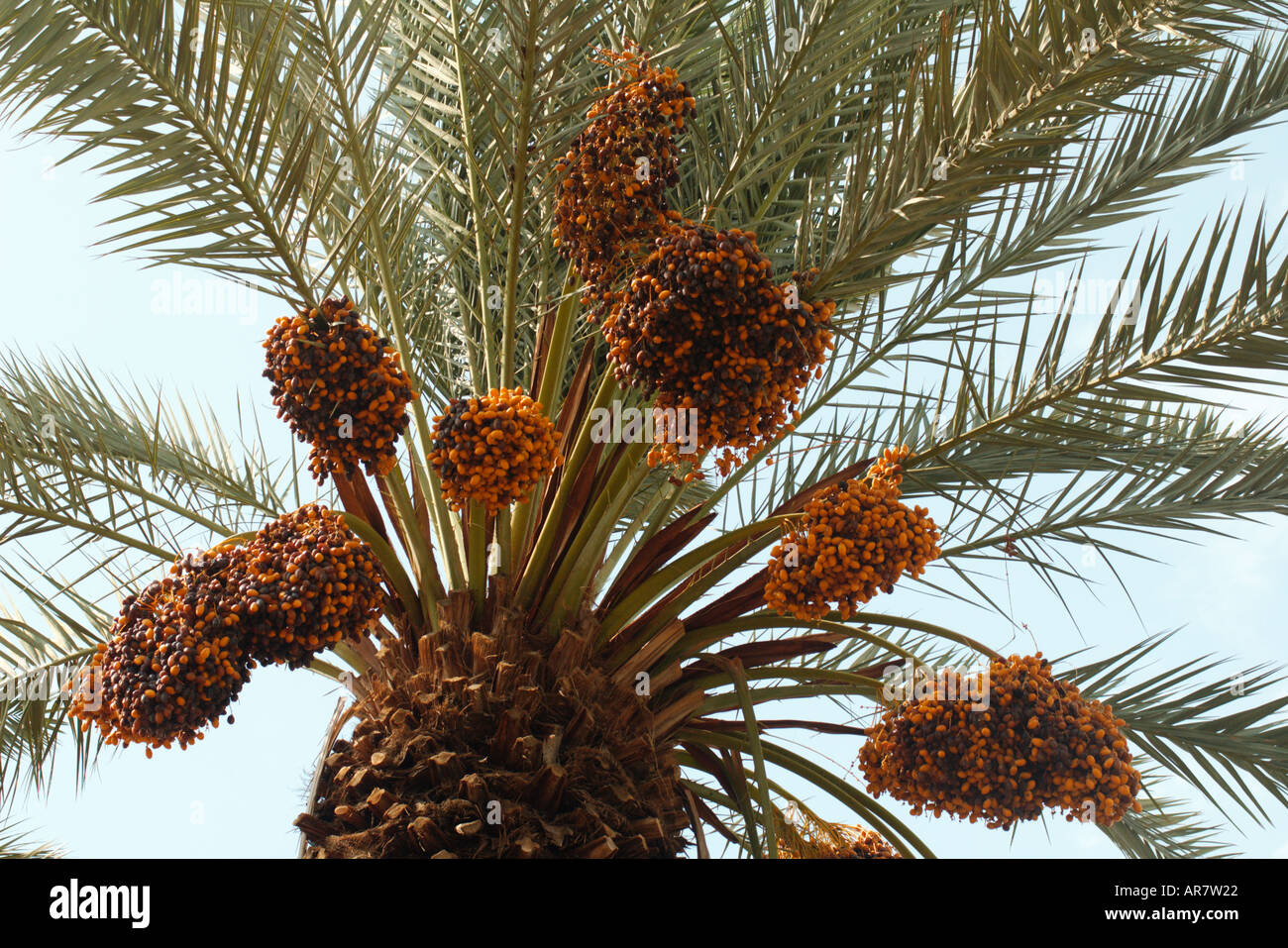 Israel A palm tree Phoenix dactylifera plantation with ripe dates in ...