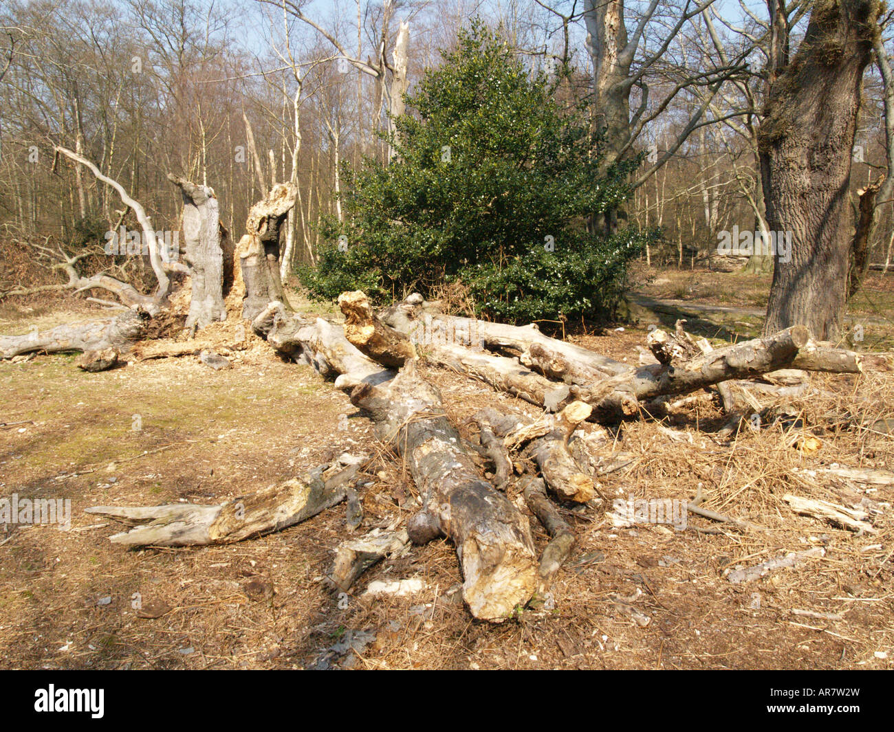 old ancient trees winter common land epping forest Stock Photo - Alamy
