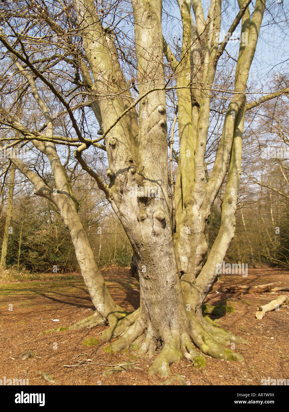 Trees winter hi-res stock photography and images - Alamy