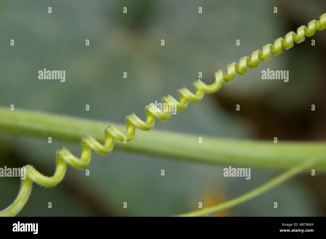 tendrill of squash plant Stock Photo - Alamy
