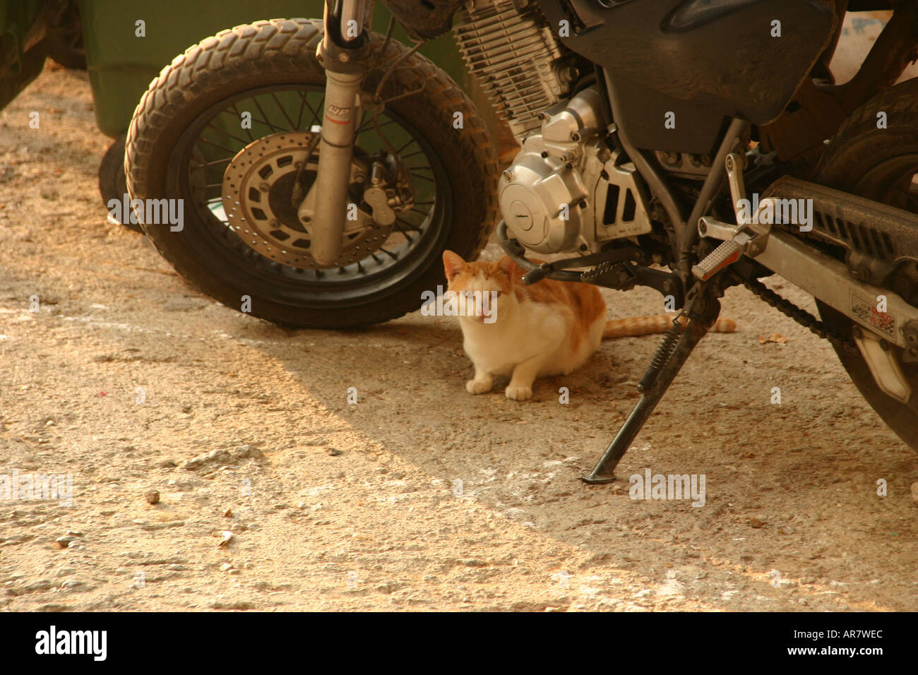 Stray Cat Hania Crete Stock Photo - Alamy