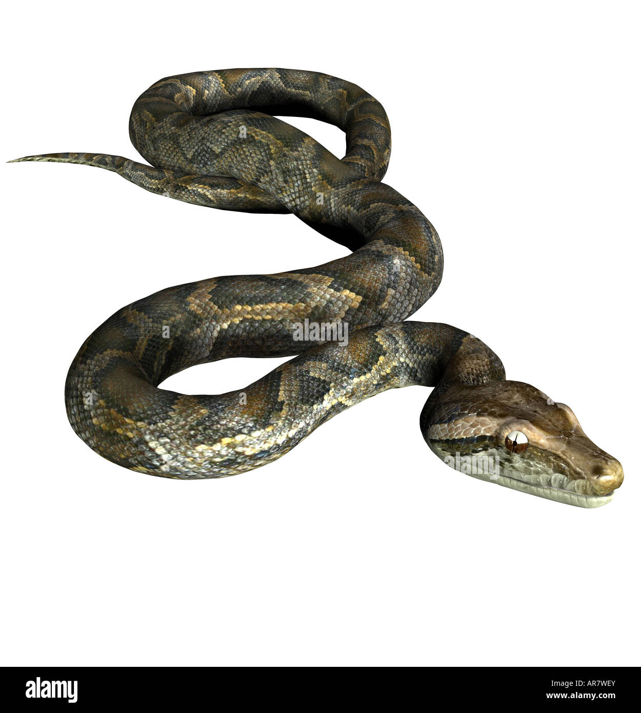 Snake Cut Out Stock Images & Pictures - Alamy
