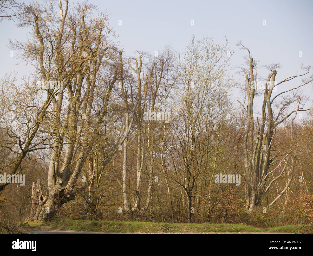 old ancient trees winter common land epping forest Stock Photo - Alamy