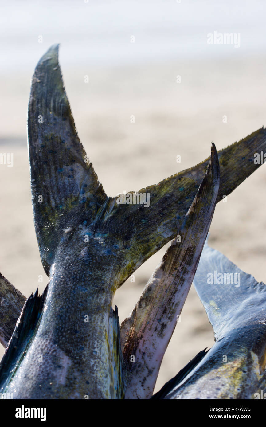 Fishing tails hi-res stock photography and images - Alamy