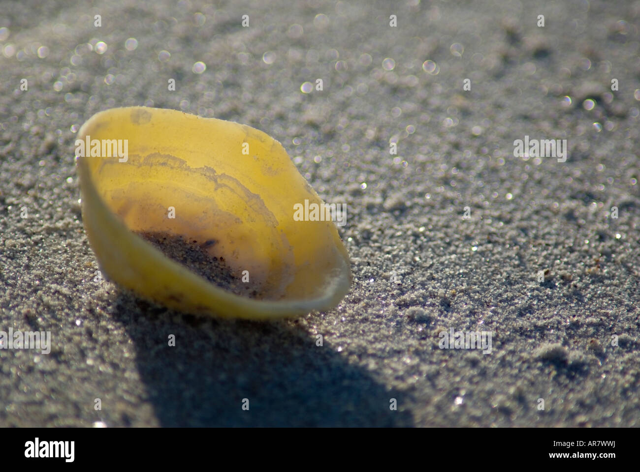Limpet shell on beach Isles of Scilly England UK Stock Photo - Alamy