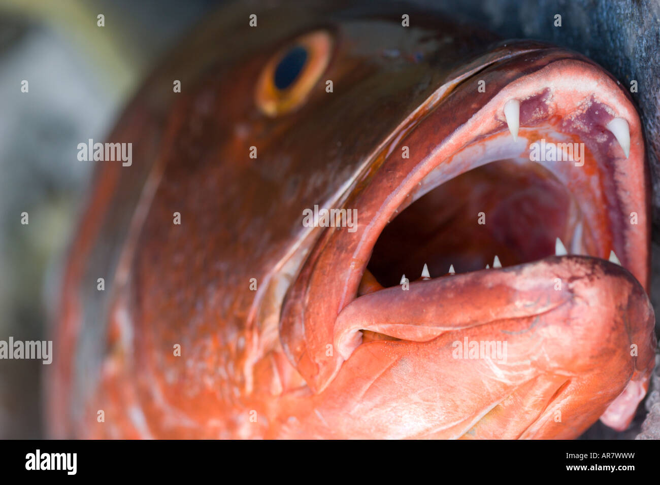 Pargo red snapper fish hi-res stock photography and images - Alamy