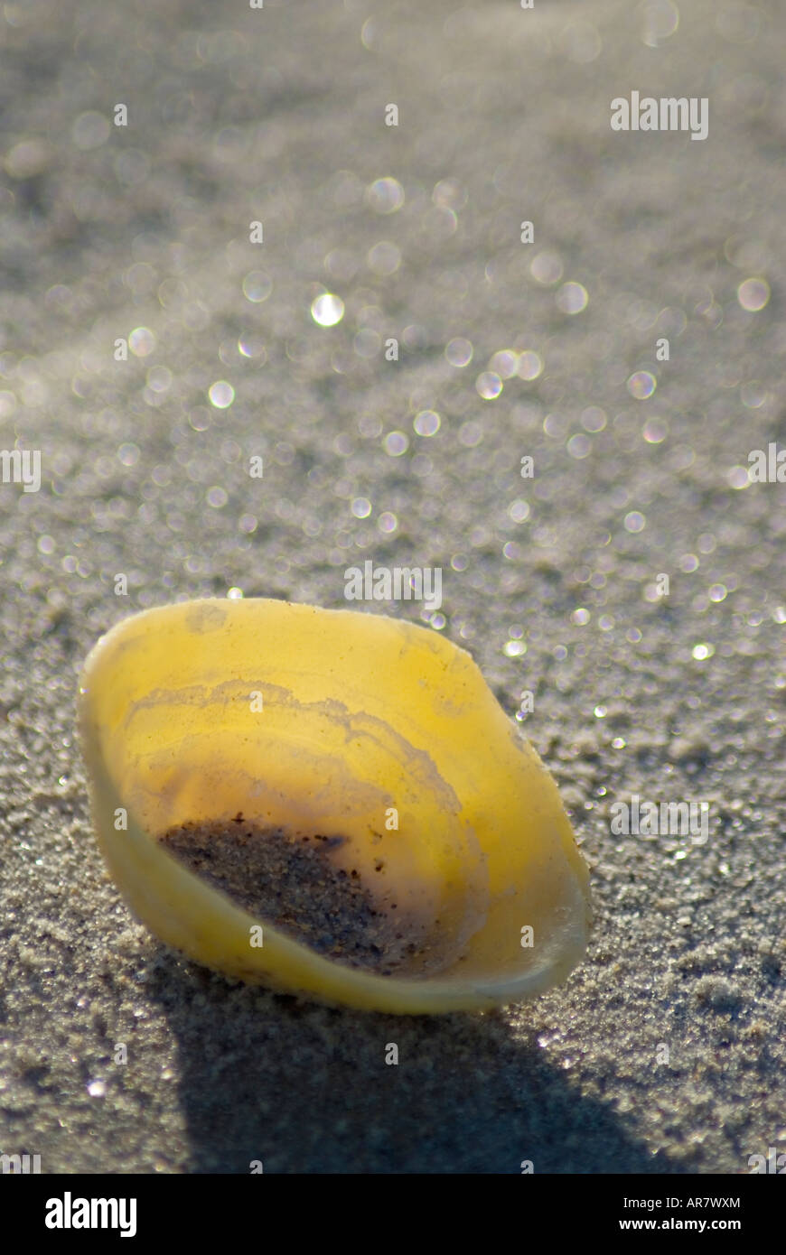 Limpet Portrait High Resolution Stock Photography and Images - Alamy