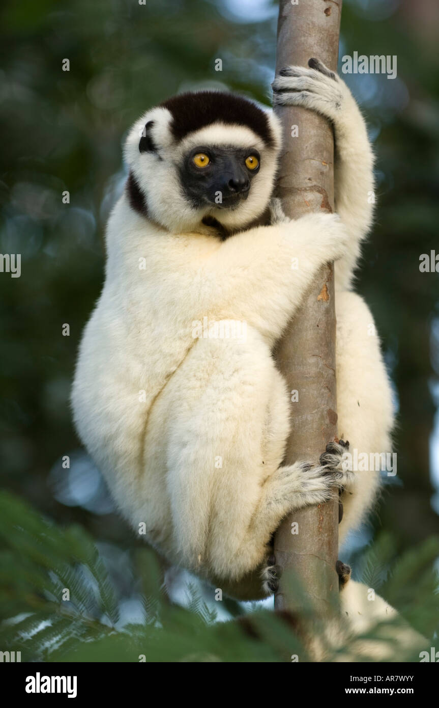 Verreaux's sifaka, Propithecus verreauxi, Réserve de Nahampoana ...