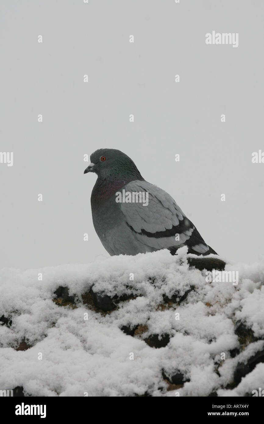 Feral pigeon sitting in snow hi-res stock photography and images - Alamy