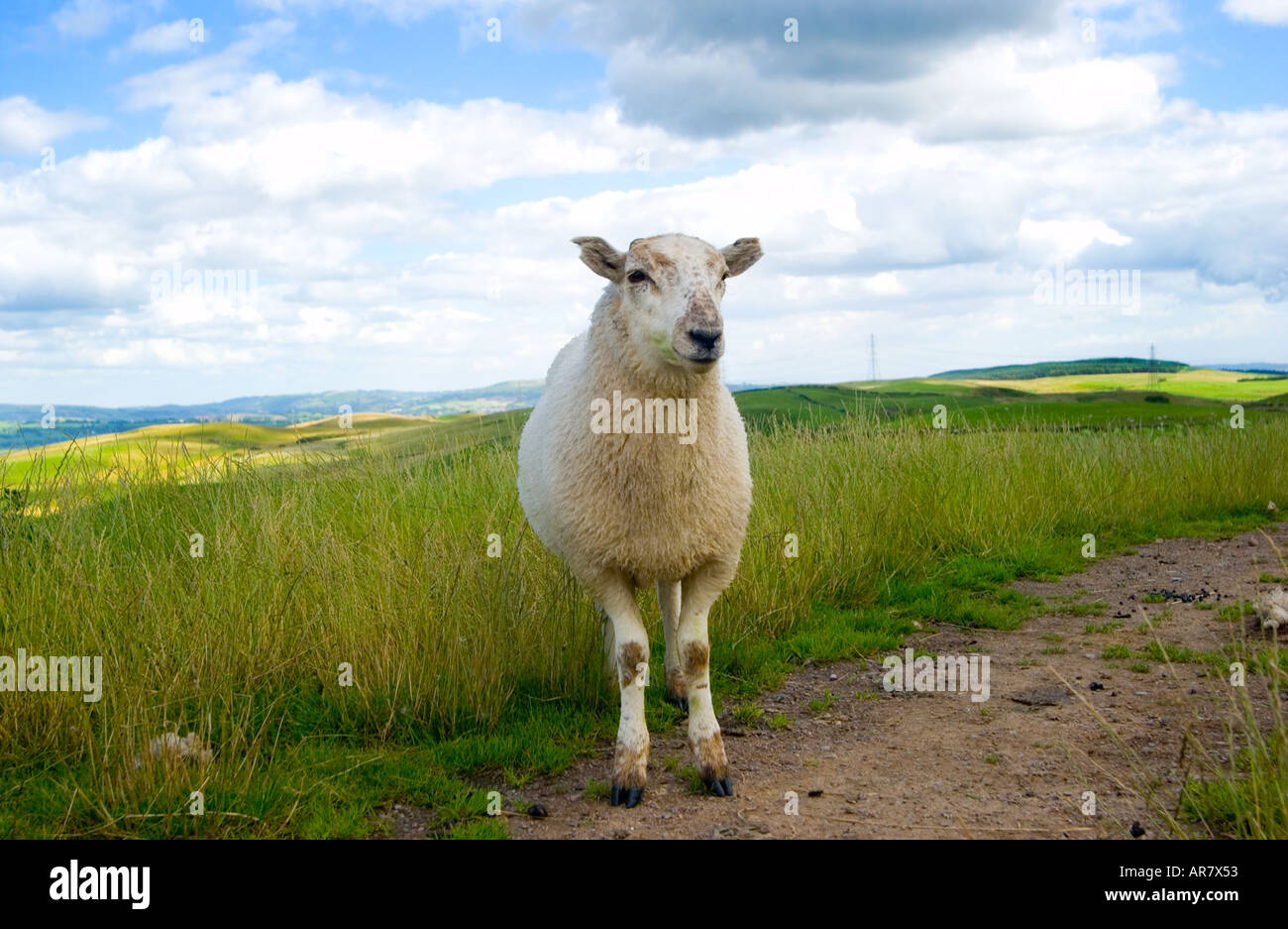 Freerange welsh lamb hi-res stock photography and images - Alamy