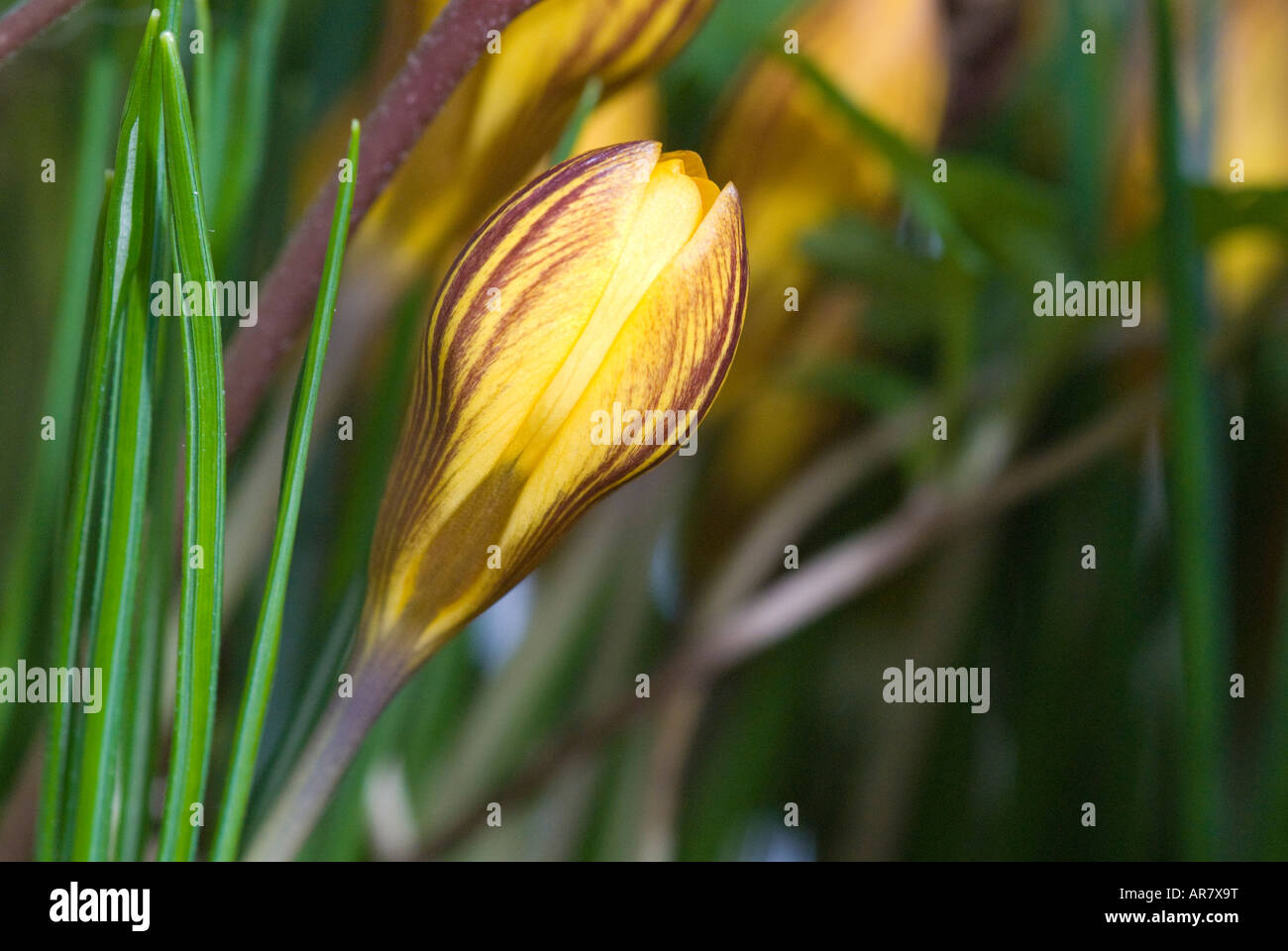 Flower crocus in spring hi-res stock photography and images - Alamy