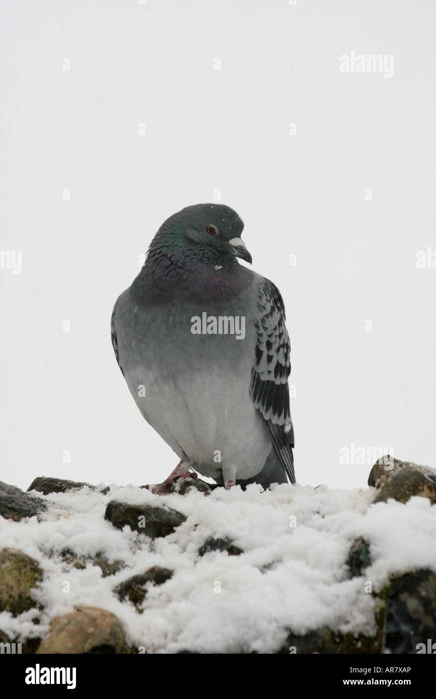 Feral pigeon sitting in the snow Stock Photo - Alamy