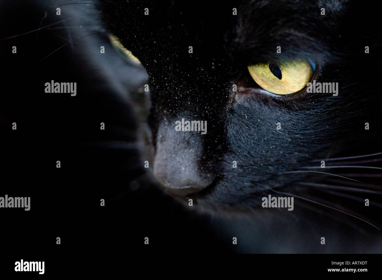 Dirty dusty black cat hi-res stock photography and images - Alamy