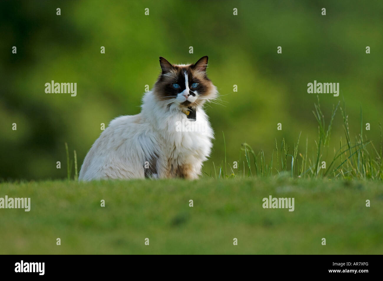 Ragdoll cat hi-res stock photography and images - Alamy