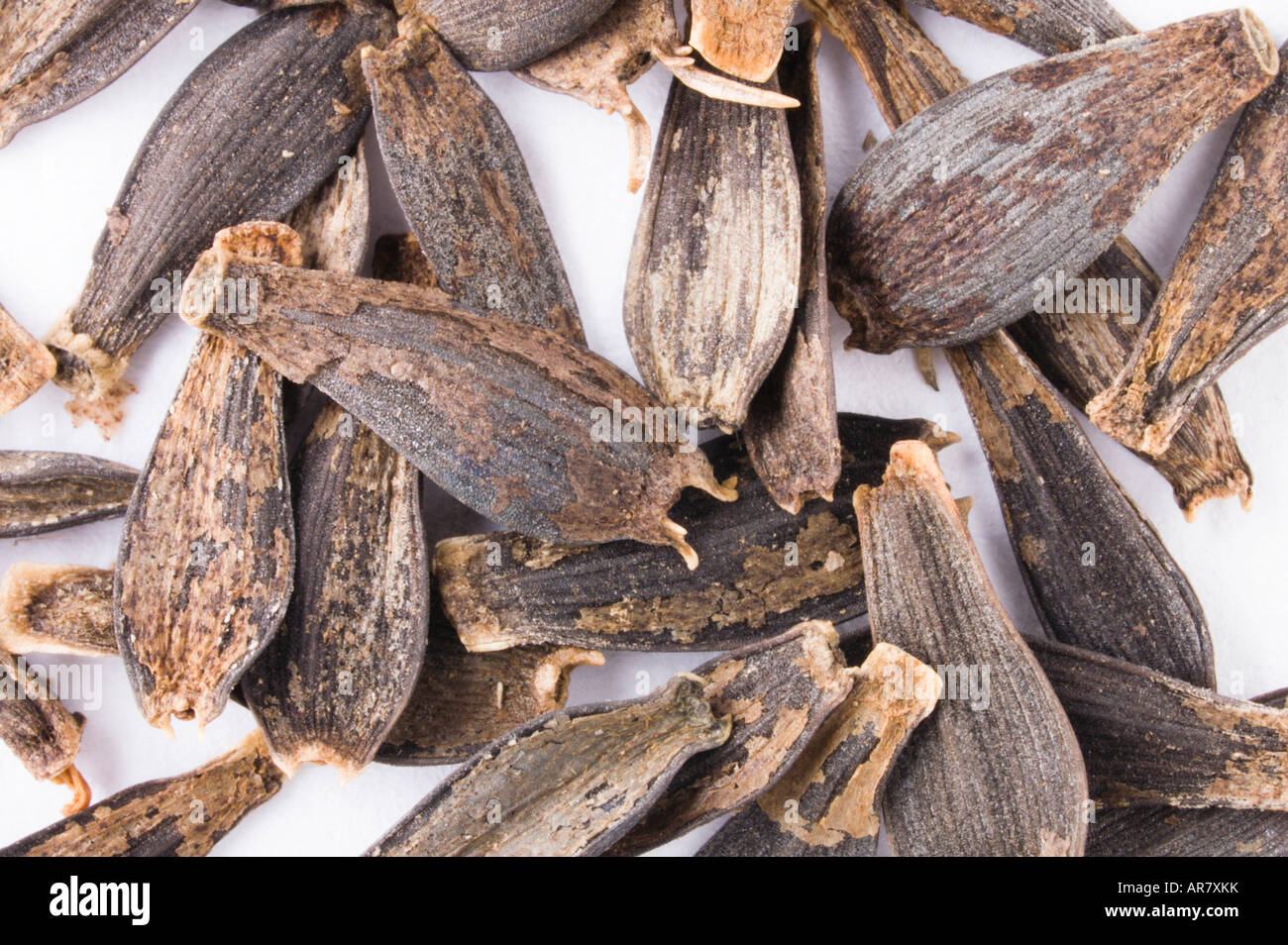 Dahlia seeds hi-res stock photography and images - Alamy