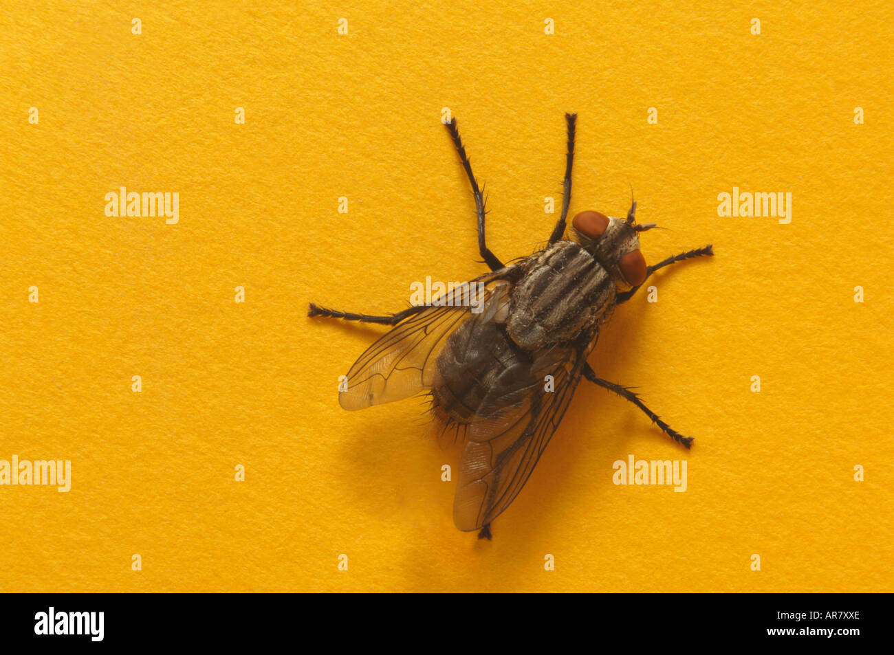 Filth flies hi-res stock photography and images - Alamy