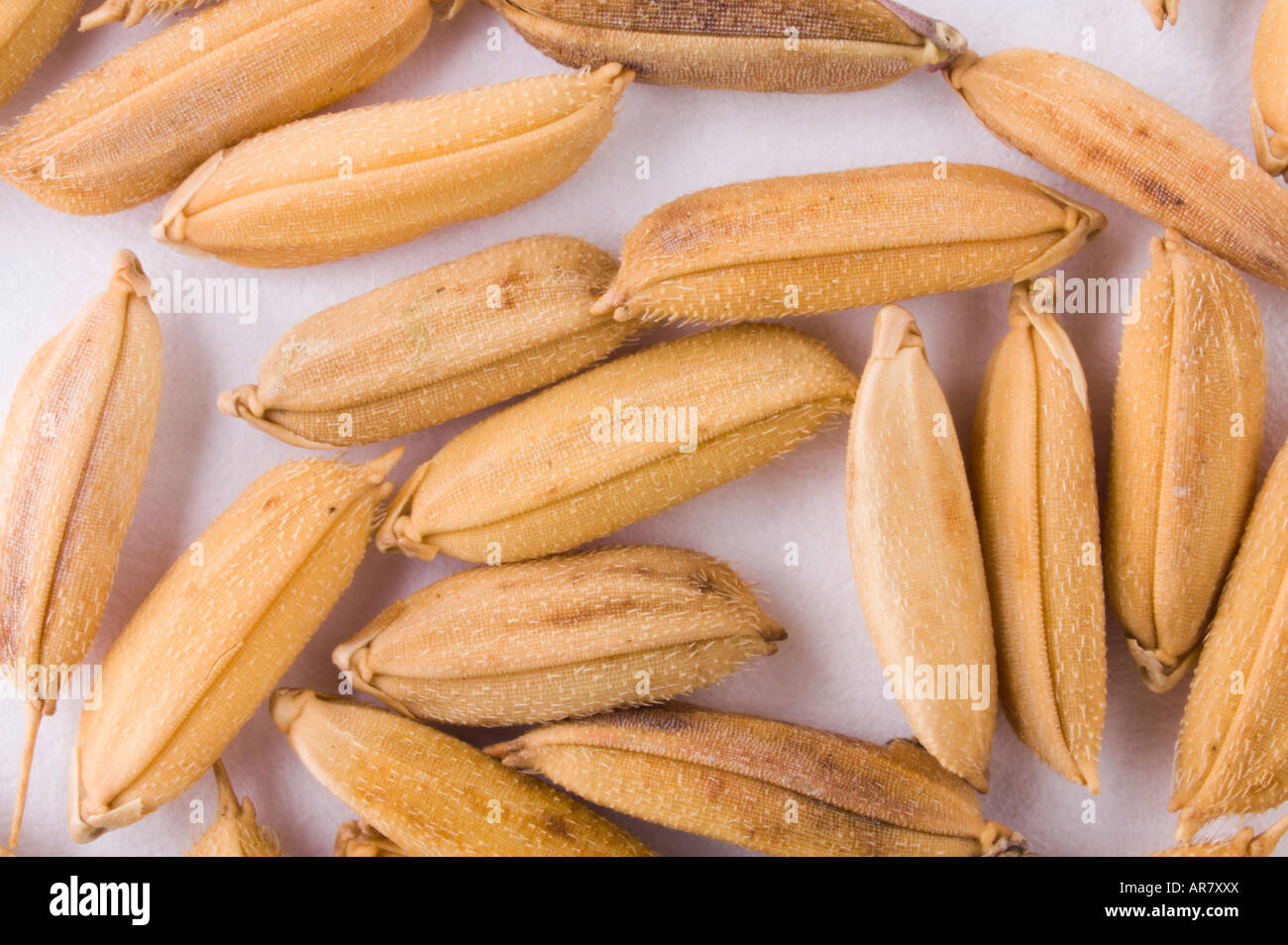 oryza black madras seeds Stock Photo - Alamy