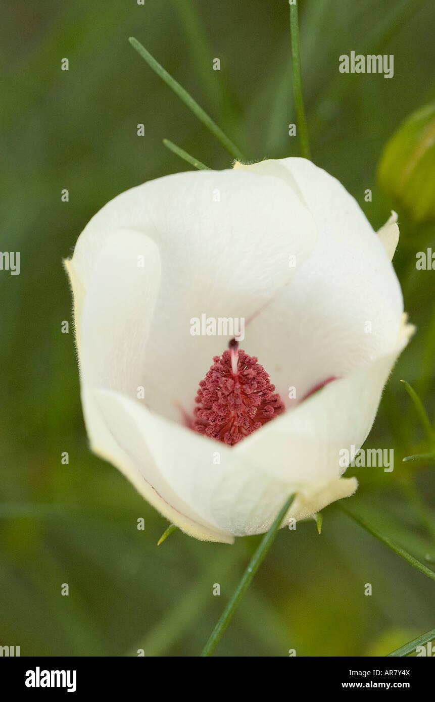 Alyogyne hakeifolia Hakea close up of flower showing stamen anther ...