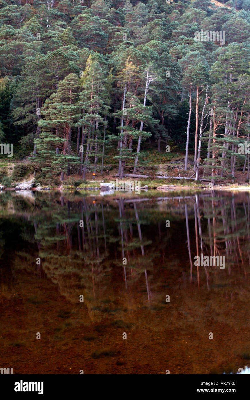 Tree reflections in the upperlake, Glendalough, County Wicklow, Ireland ...
