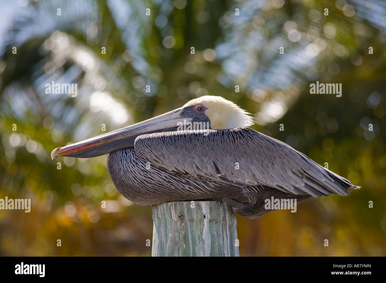 Pelican sitting on post in hi-res stock photography and images - Alamy